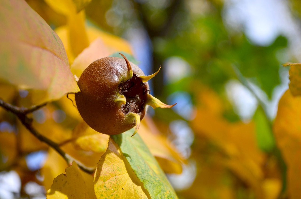 ПОТЦЕНЕТА КРАЛИЦА НА ЕСЕНТА: Мушмулата и нејзините бројни здравствени ...